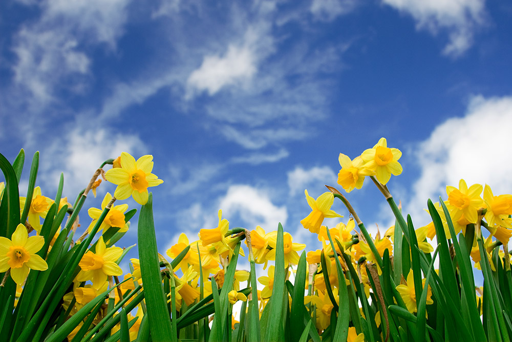 Spring Appeal 2021 Eden Health Care Services